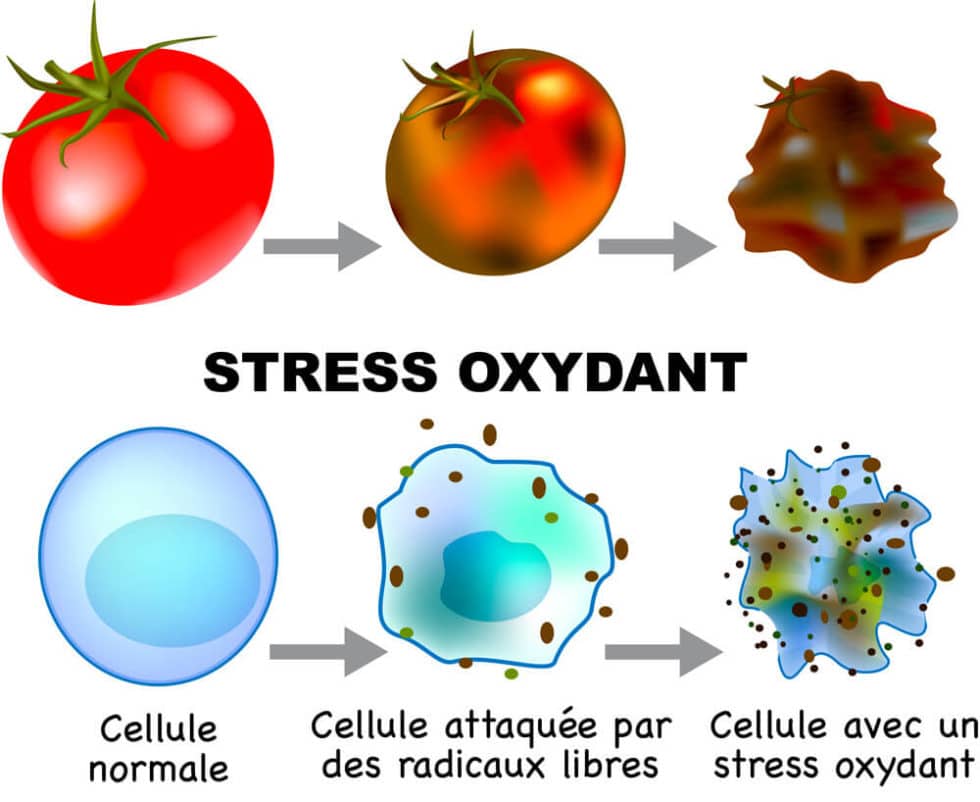 Exces de proteines effets secondaires - omghaval Exces de proteines effets secondaires - omghaval